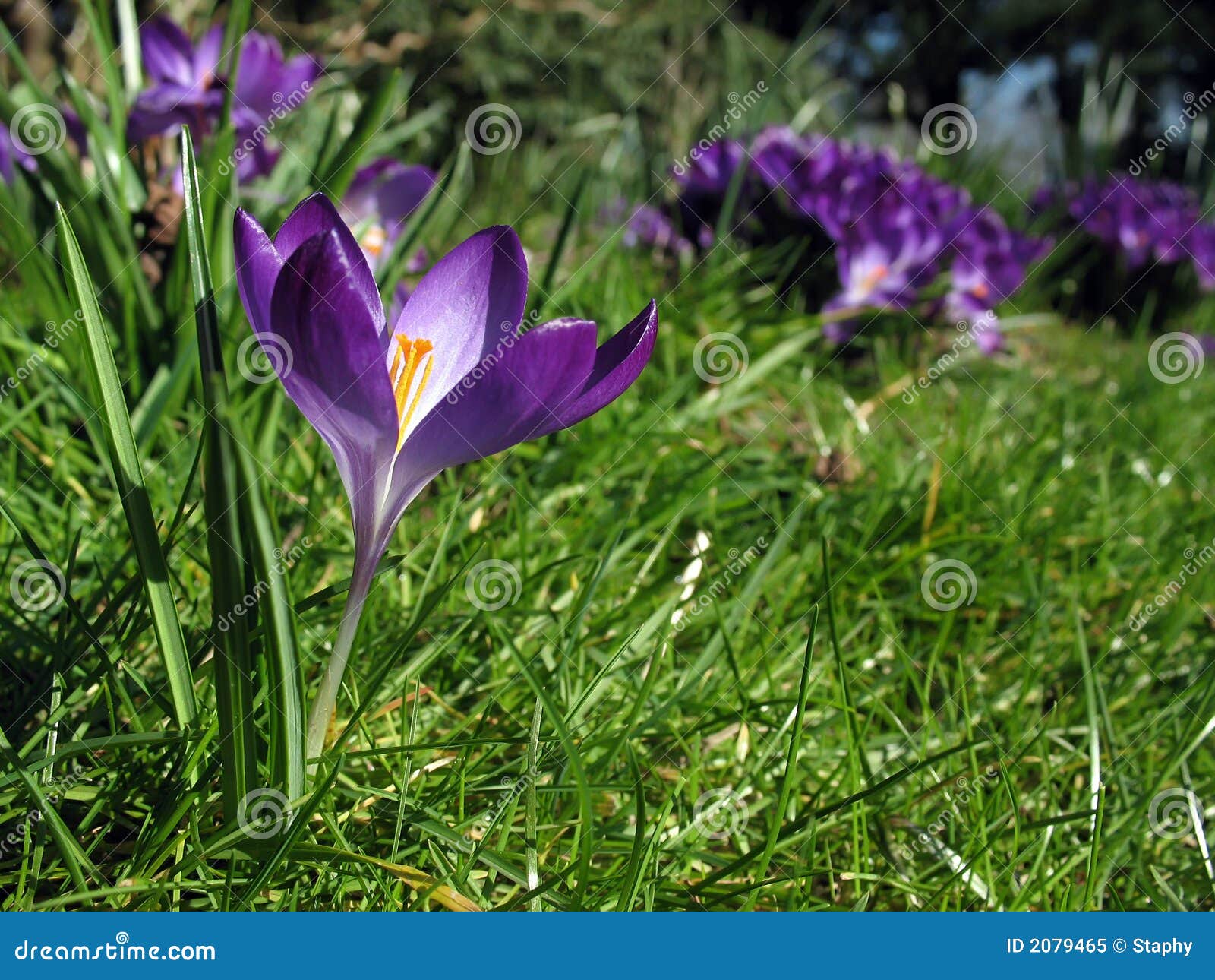 Krokus in bloembed stock afbeelding. Image of pasen, bloei - 2079465
