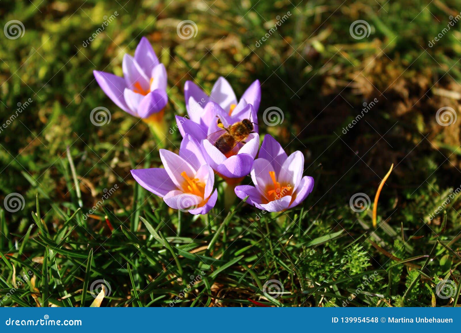 Krokus in der Wiese stockfoto. Bild von bienen, garten - 139954548