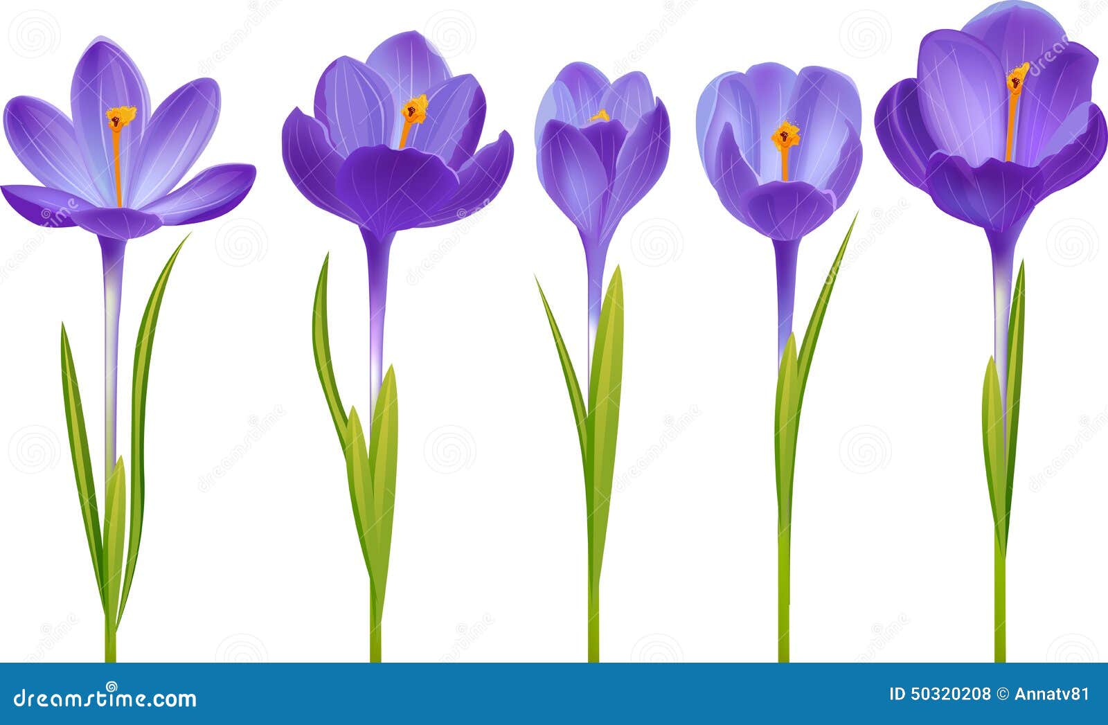 Krokus Lokalisiert Auf Weiß Vektor Abbildung - Illustration von ...