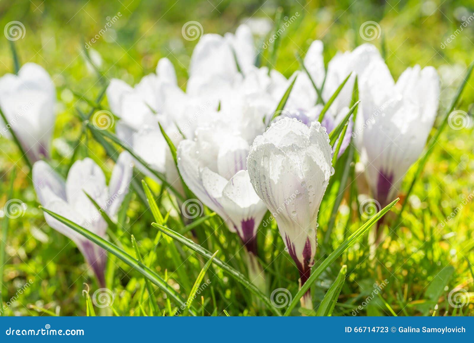 Krokus-Safran-Blume stockbild. Bild von makro, wiese - 66714723