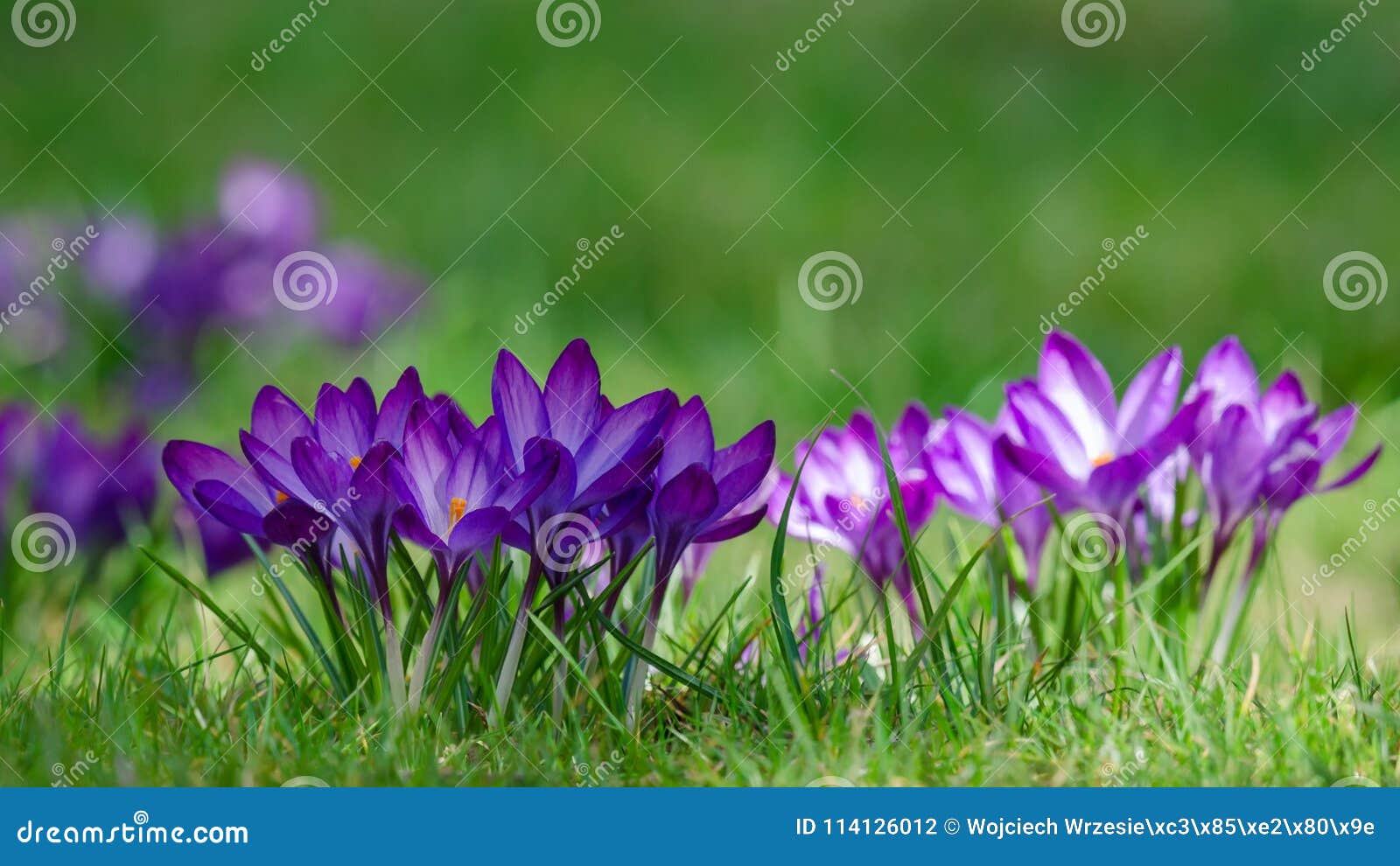 Krokussen stock foto. Image of bloeien, park, kleur - 114126012