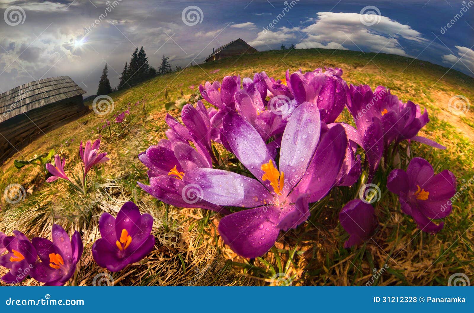 Krokussen in de bergen stock foto. Image of weiland, ontwaken - 31212328