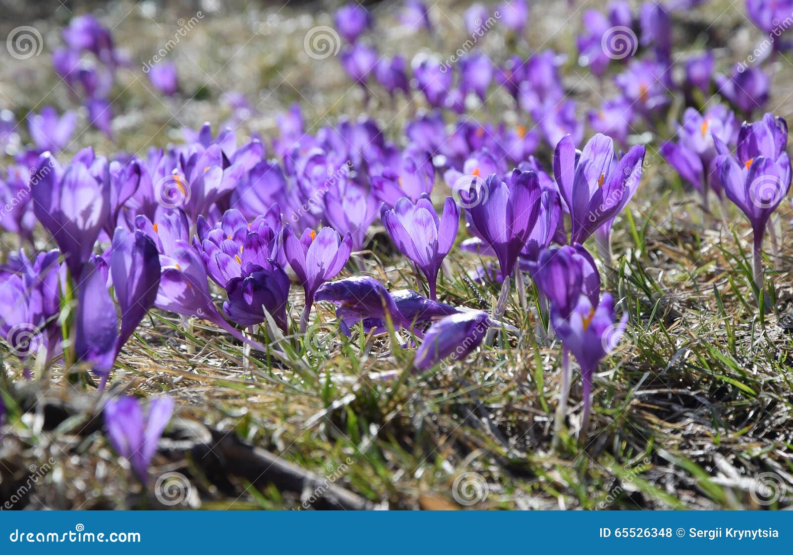 Krokussen, De Eerste Lentebloemen Stock Foto - Image of bloem, macro ...