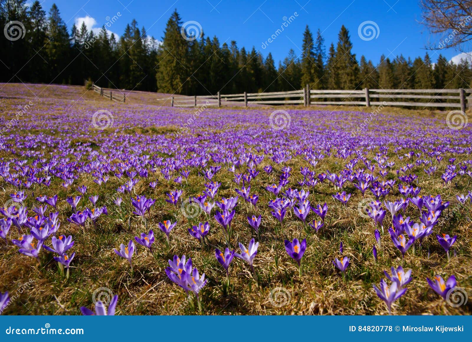 Krokussen in De Lente Op Een Bergweide Stock Foto - Image of bloem ...