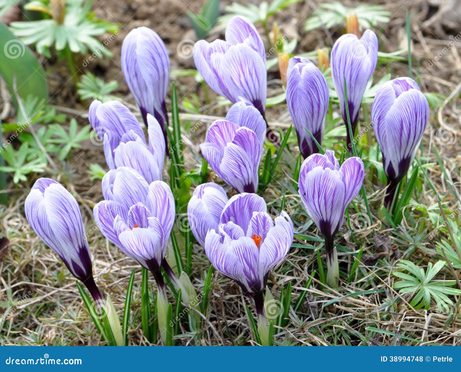 Krokussen Die in De Tuin Bloeien Stock Foto - Image of groen, macro ...