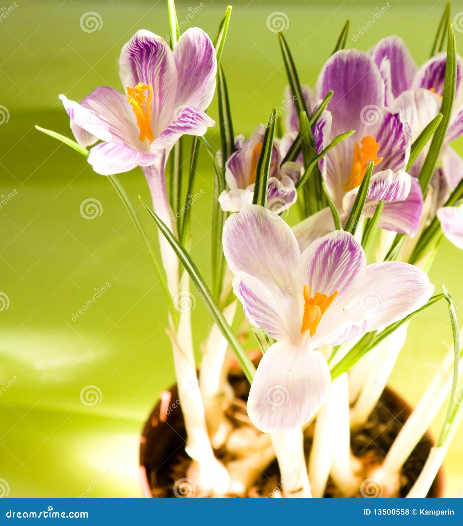 Krokussen op de zon stock foto. Image of seizoen, botanisch - 13500558