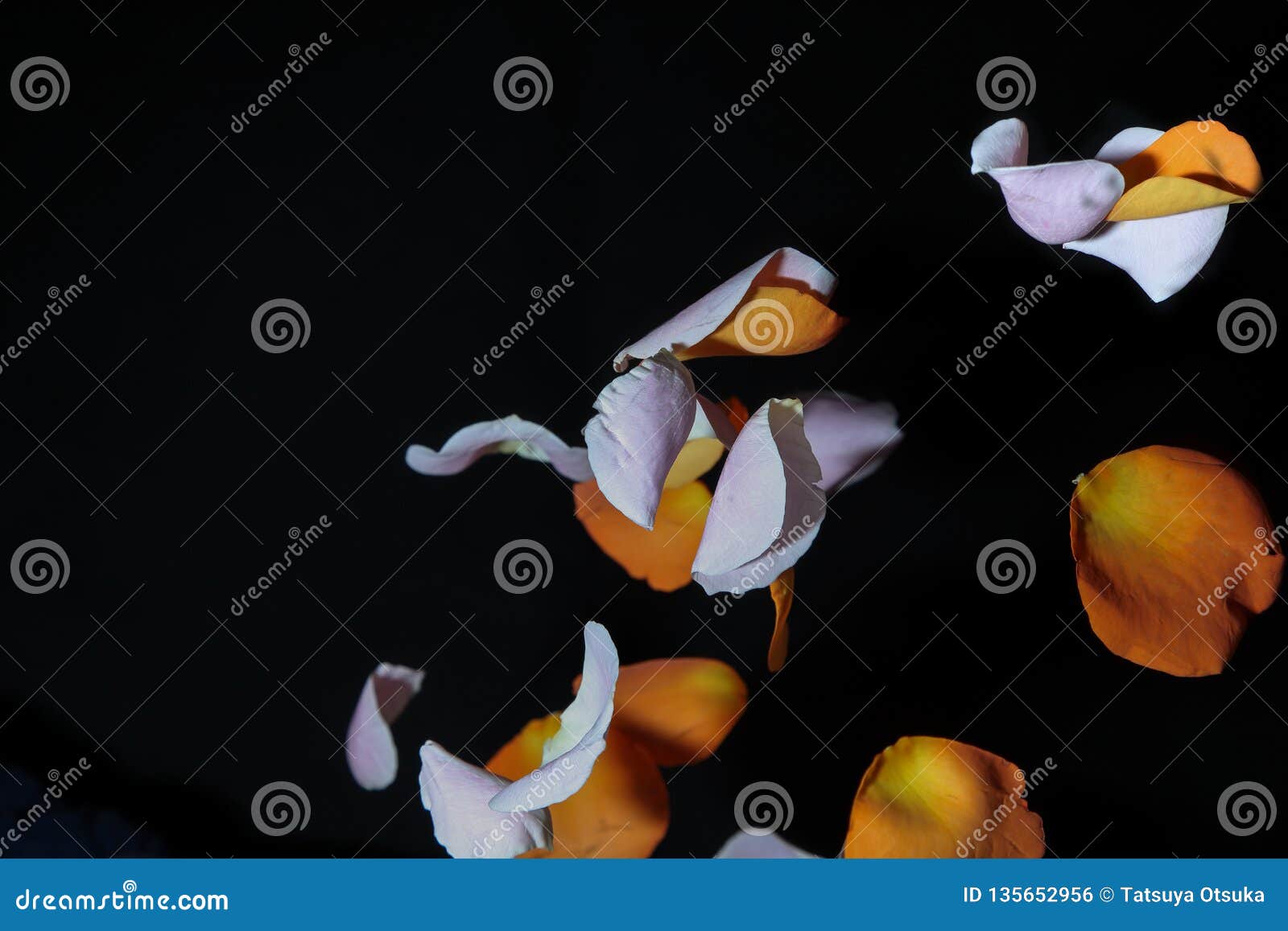 Kronblad Av Rosen, I Att Falla Arkivfoto - Bild av blomma, falla: 135652956