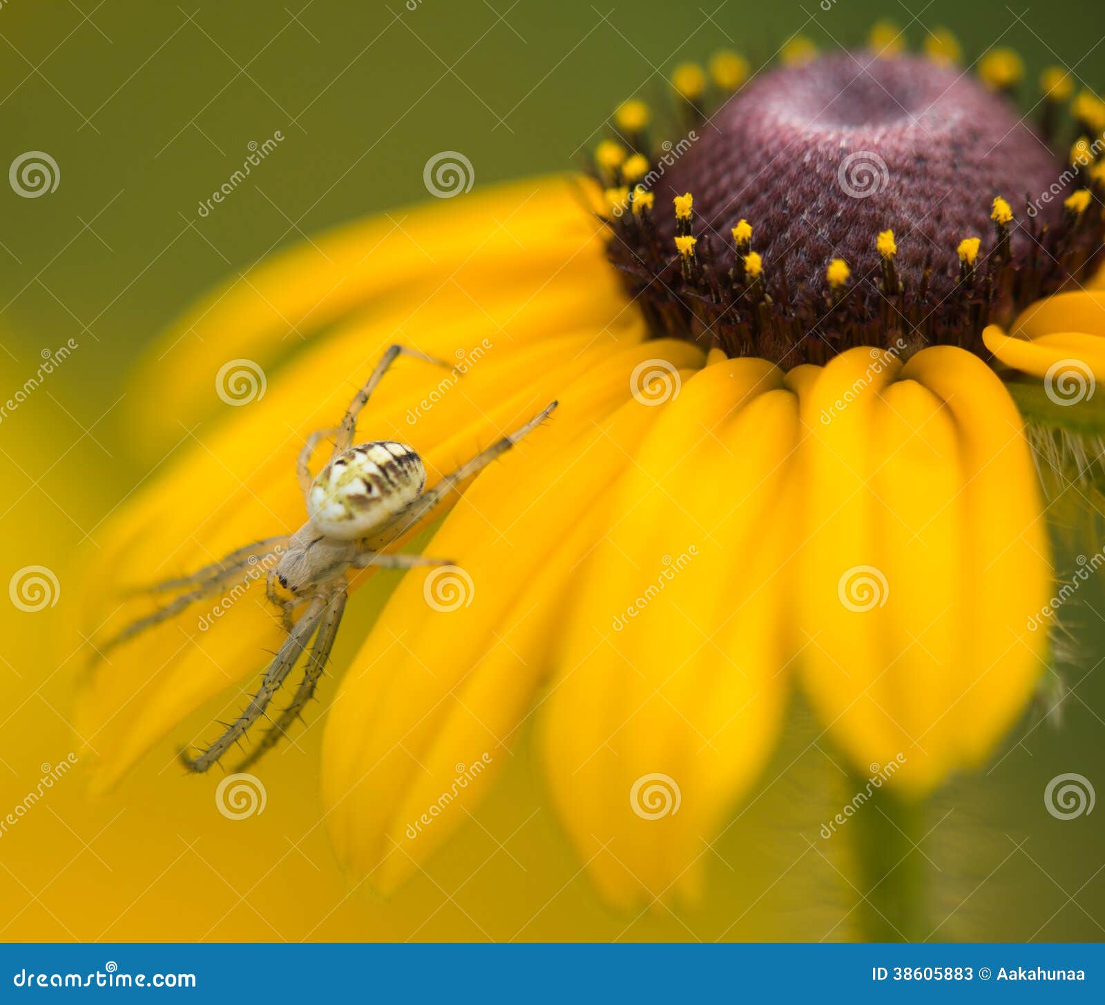 Kronblad på en spindel fotografering för bildbyråer. Bild av stängning ...