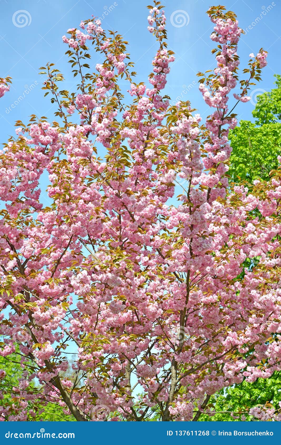 Krone of the Blossoming Oriental Cherry Prunus Serrulata Lindl Stock ...