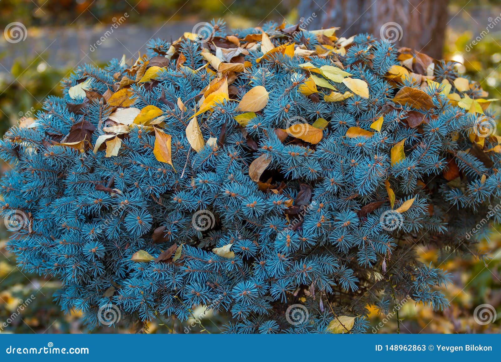 Krone Dwarf Blue Spruce in Autumn Leaves Stock Image - Image of blue ...