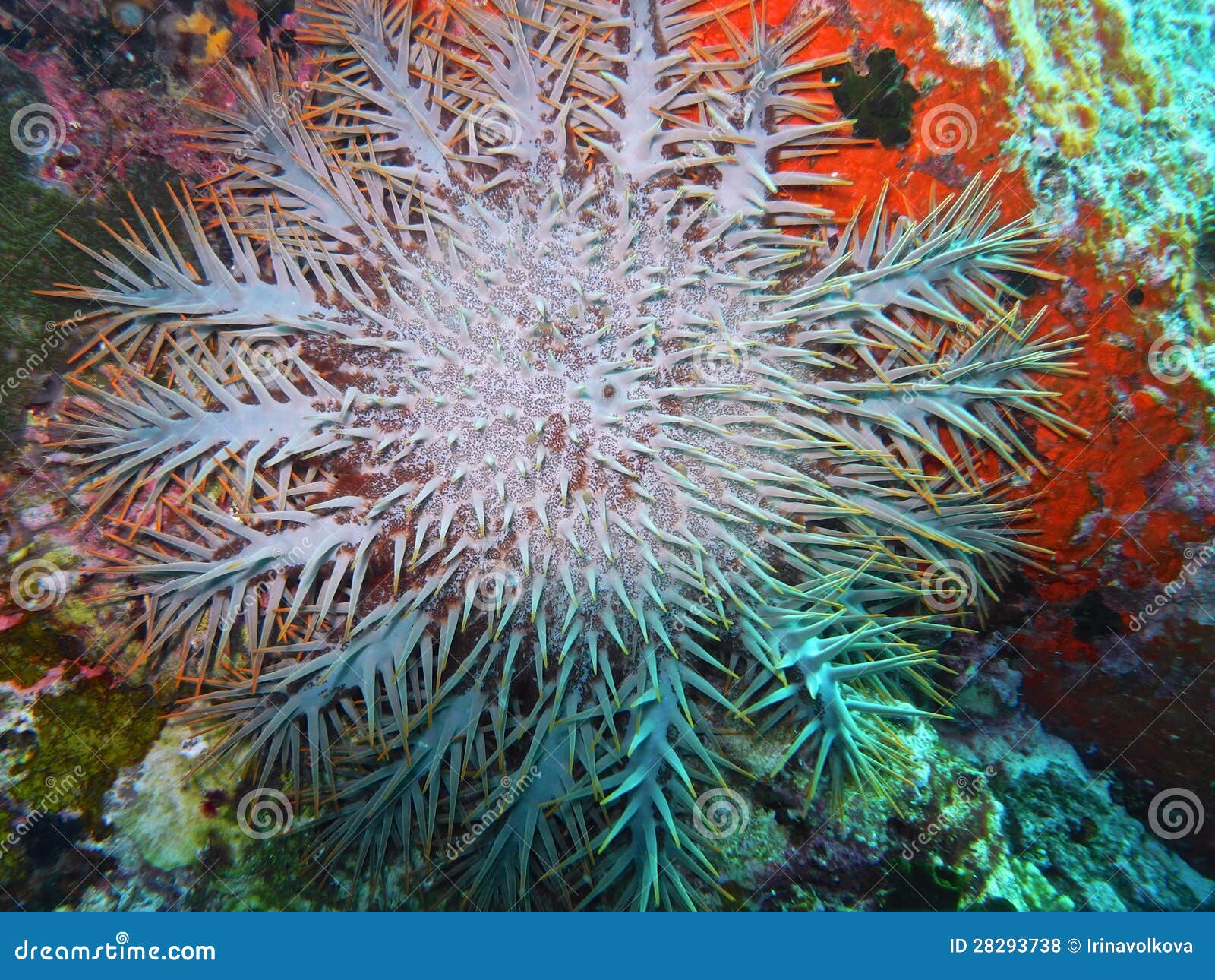 Krone-von-Dornen Starfish stockfoto. Bild von krone, schönheit - 28293738