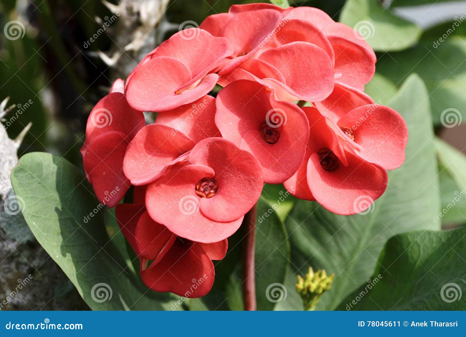 Kroon van Thorn Flower stock afbeelding. Image of zelfde - 78045611