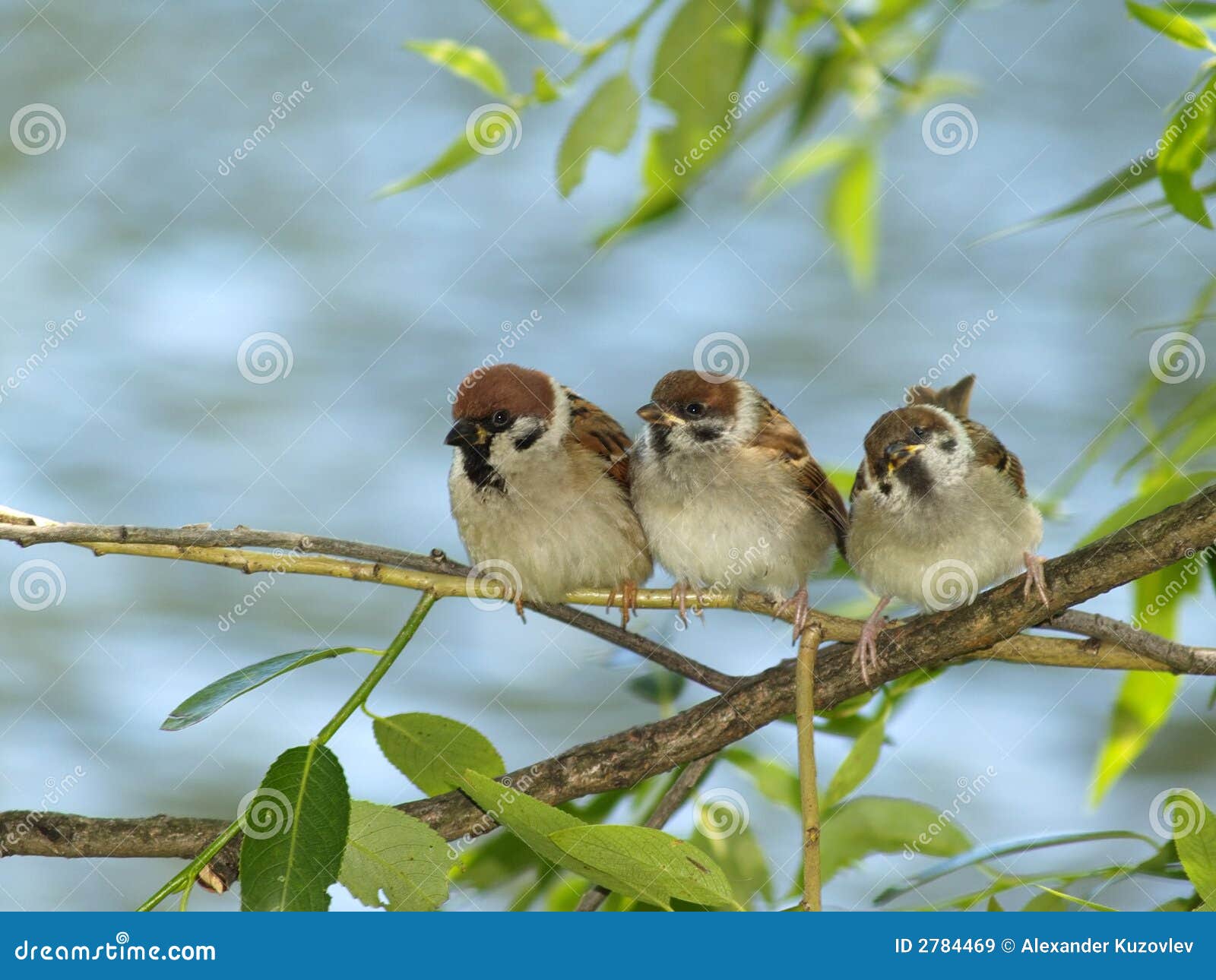 Kroost van mussen stock afbeelding. Image of kind, leuk - 2784469