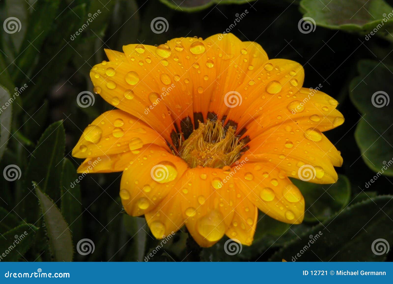 Kropelka kwiat obraz stock. Obraz złożonej z kropelki, kwiat - 12721