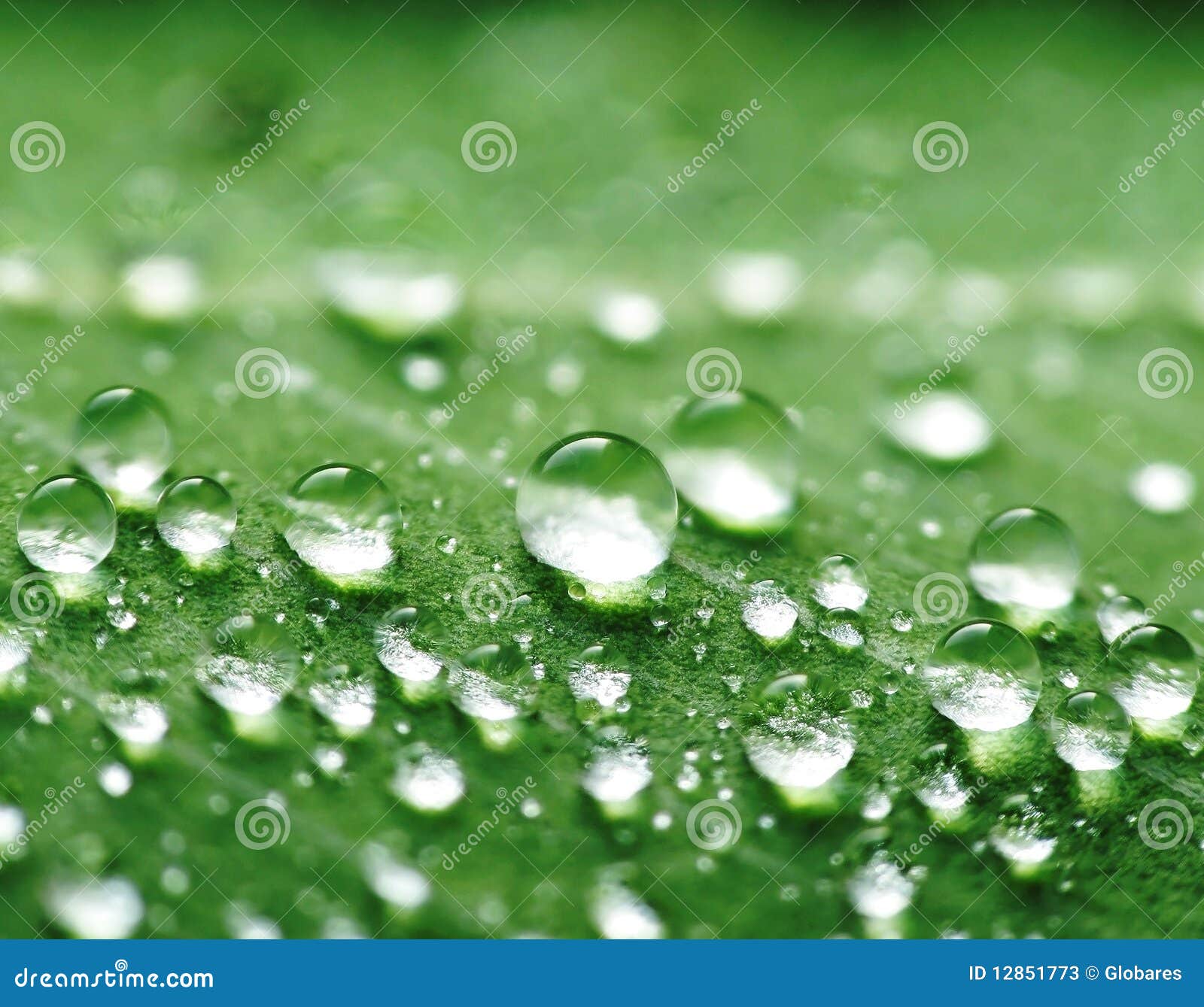 Kropelka liść obraz stock. Obraz złożonej z natura, deszcz - 12851773