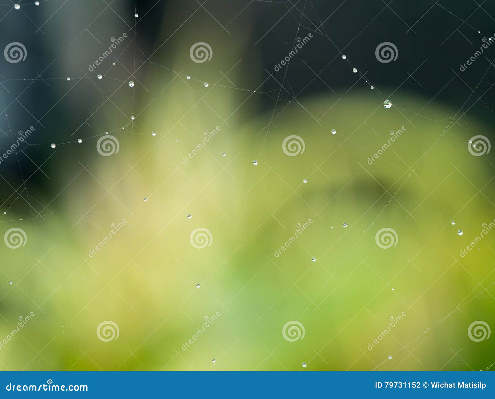 Krople deszcz na sieci zdjęcie stock. Obraz złożonej z insekt - 79731152