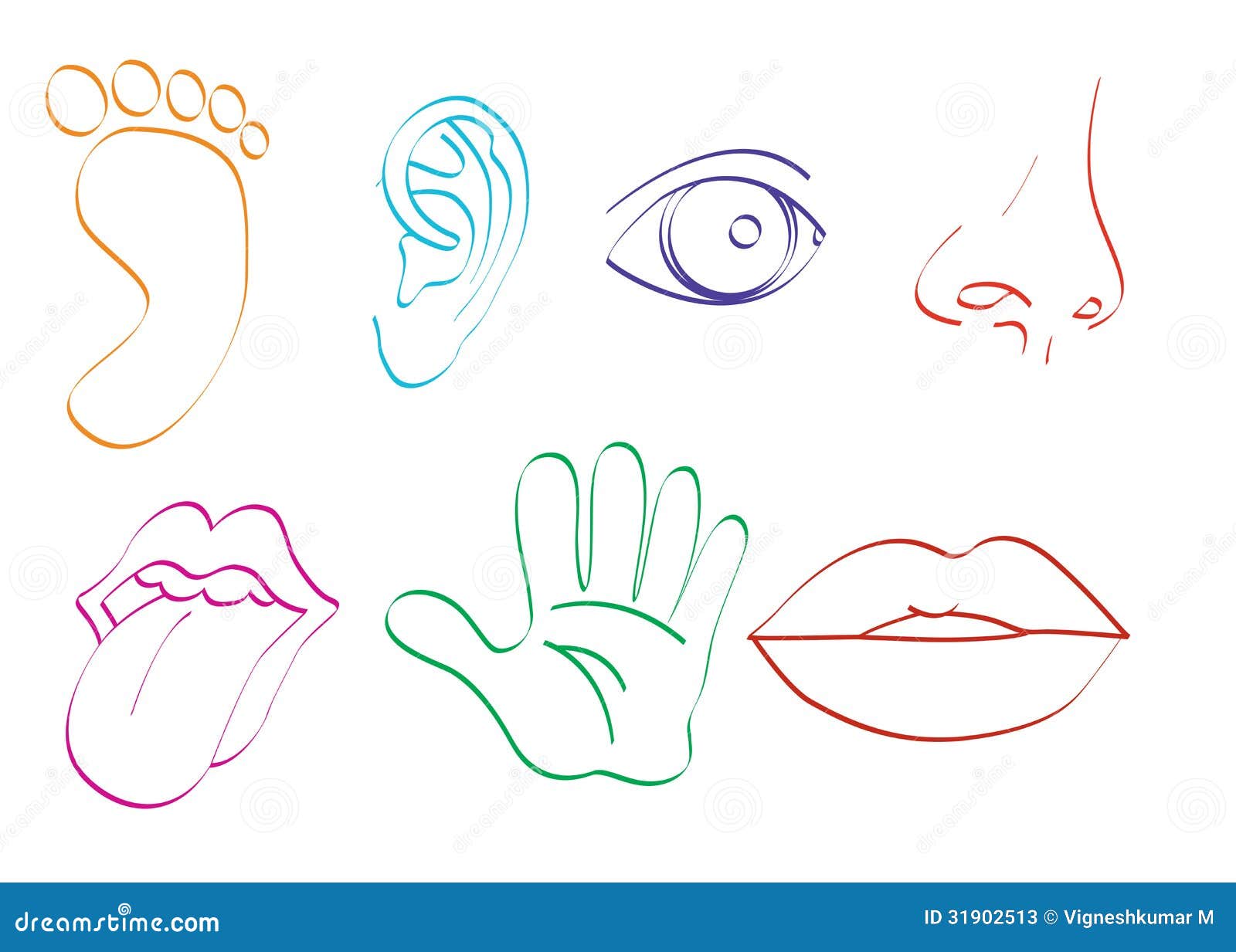 Kroppsdelar stock illustrationer. Illustration av kontrast - 31902513