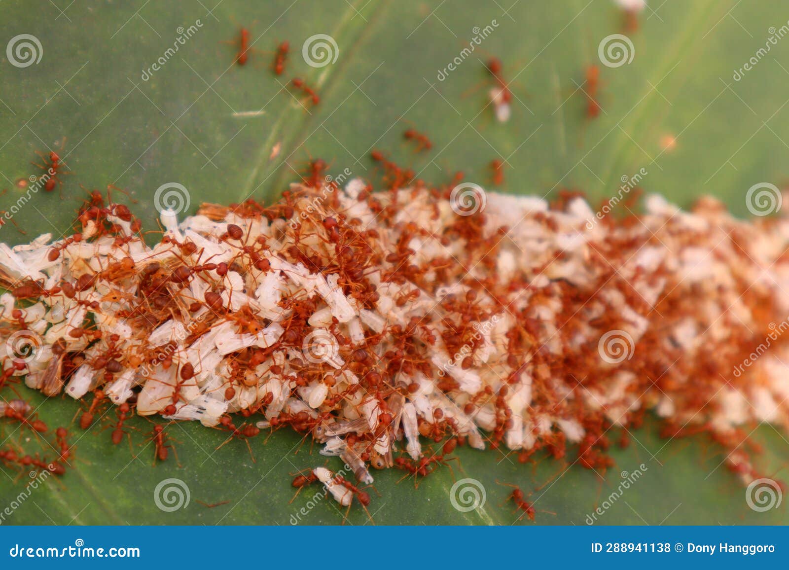 Kroto is Ant Eggs, a Type of Bird Food Stock Photo - Image of bird ...