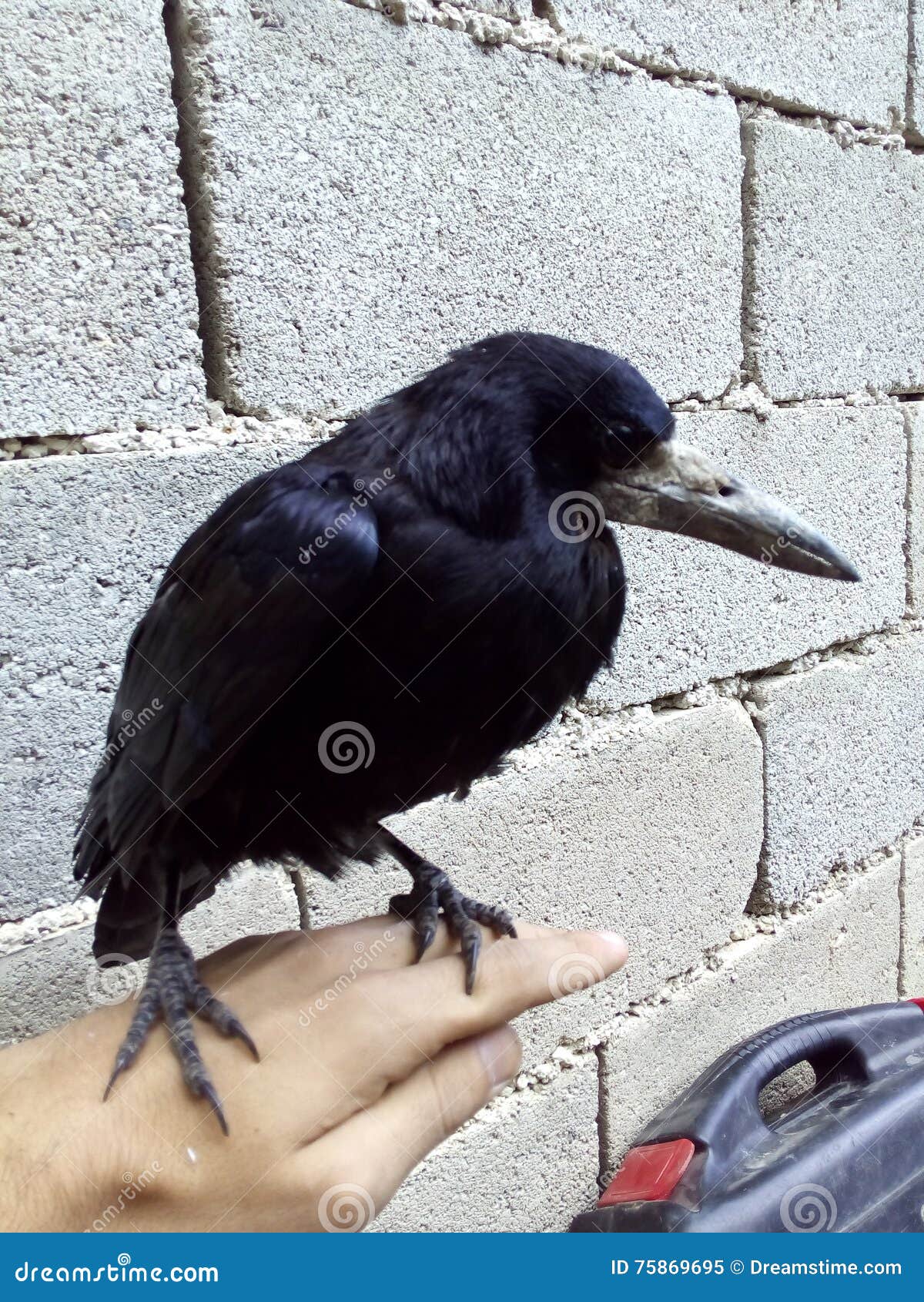 Krow stock image. Image of krow, home, nature, birds - 75869695