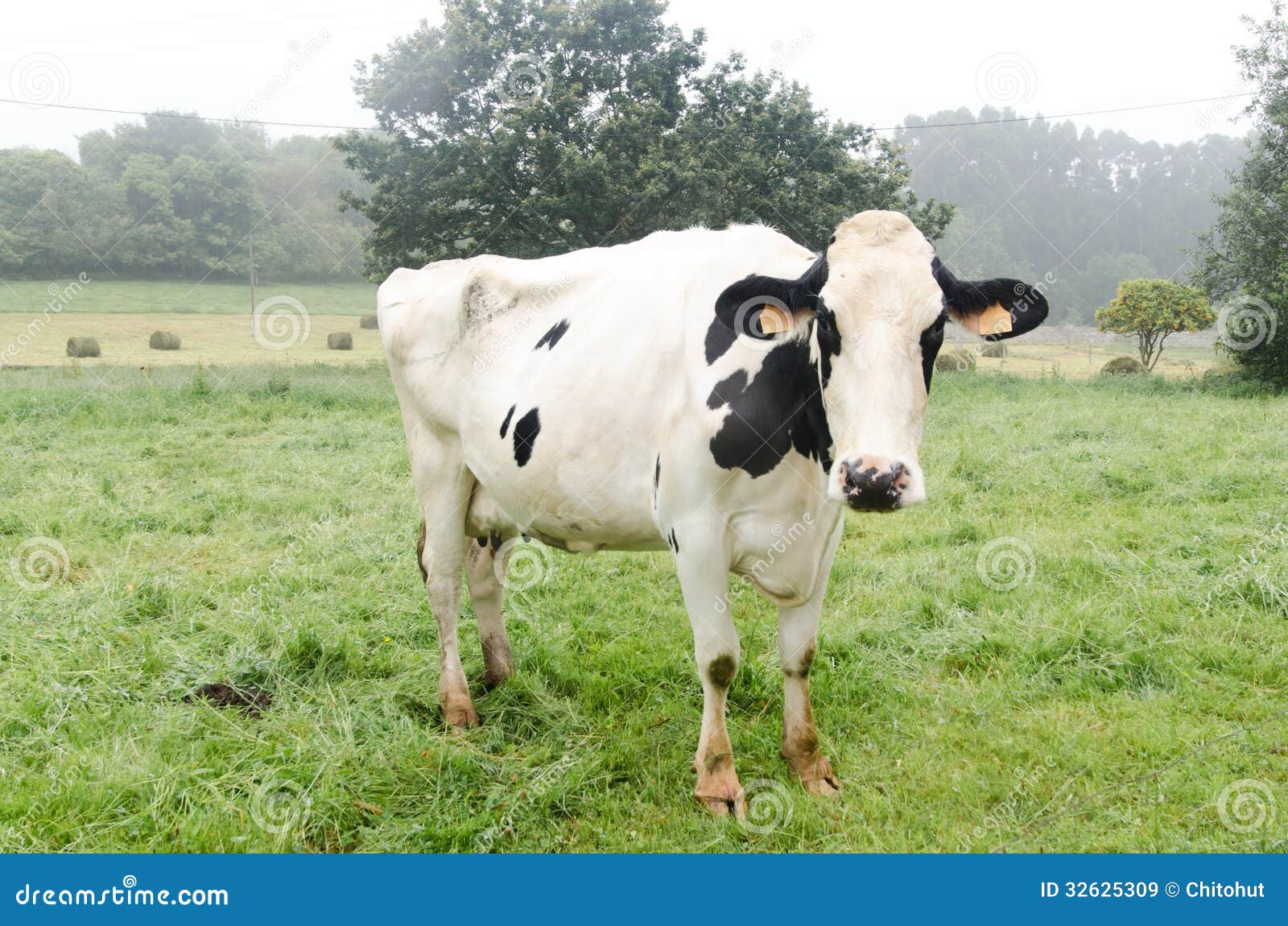 Krowa Obrazy Royalty Free - Obraz: 32625309