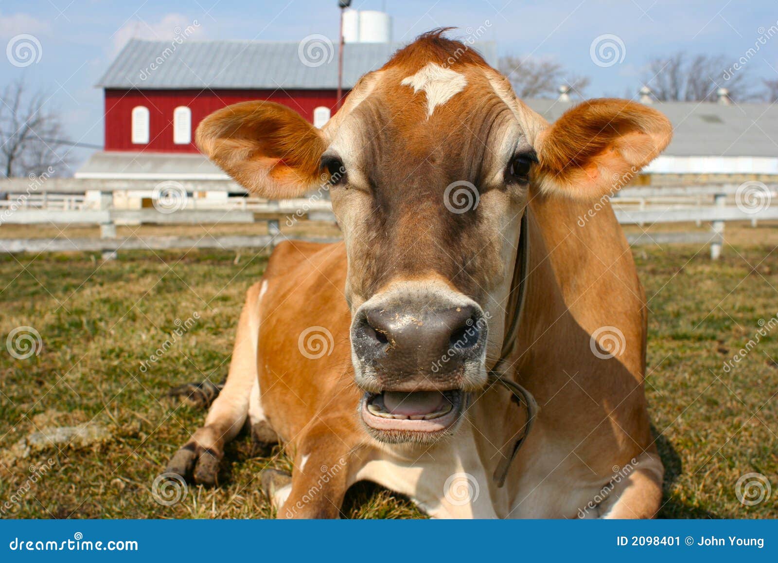 Krowy jersey pastwiska obraz stock. Obraz złożonej z lato - 2098401