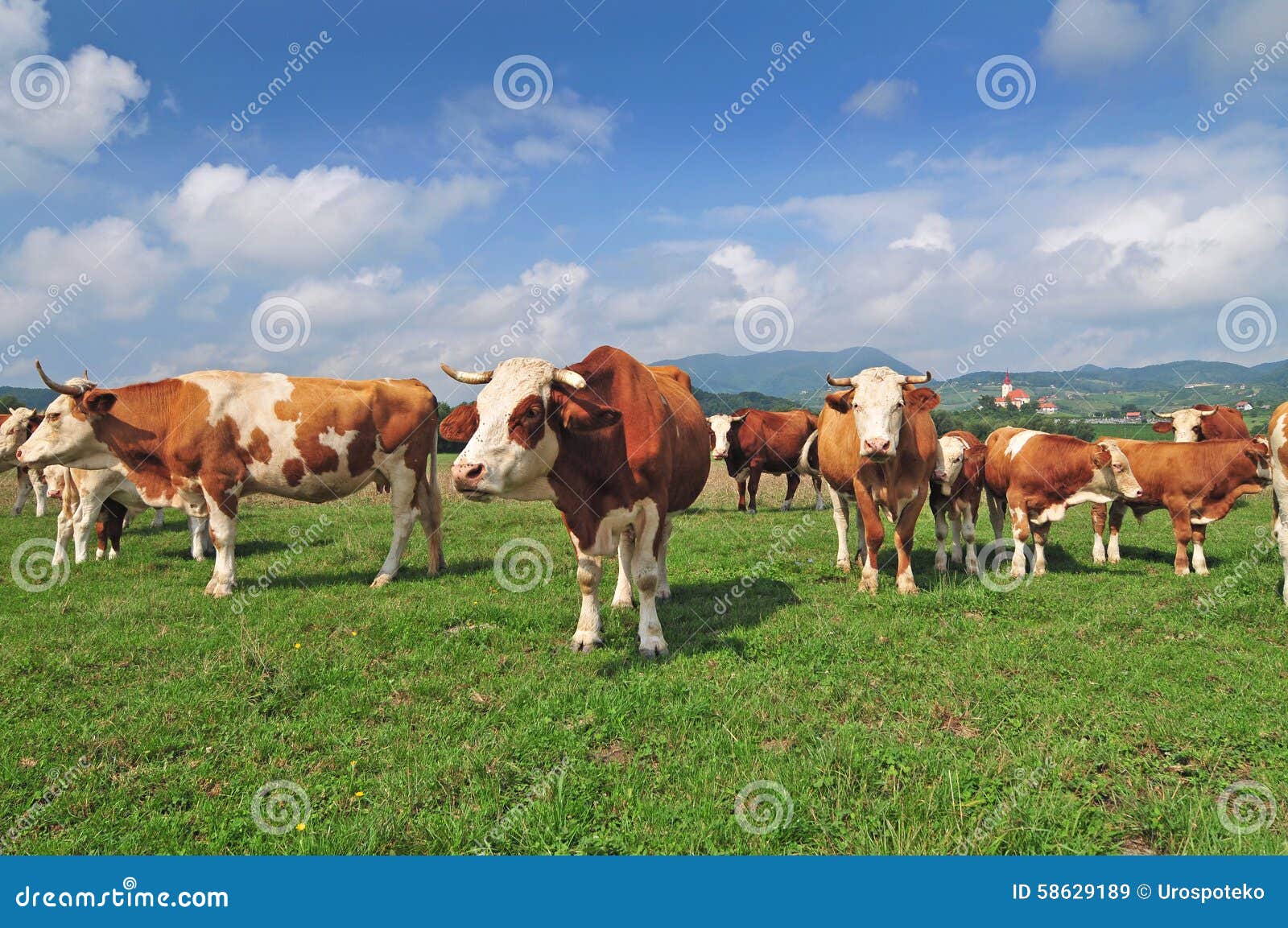 Krowy stado w polu obraz stock. Obraz złożonej z agronomia - 58629189