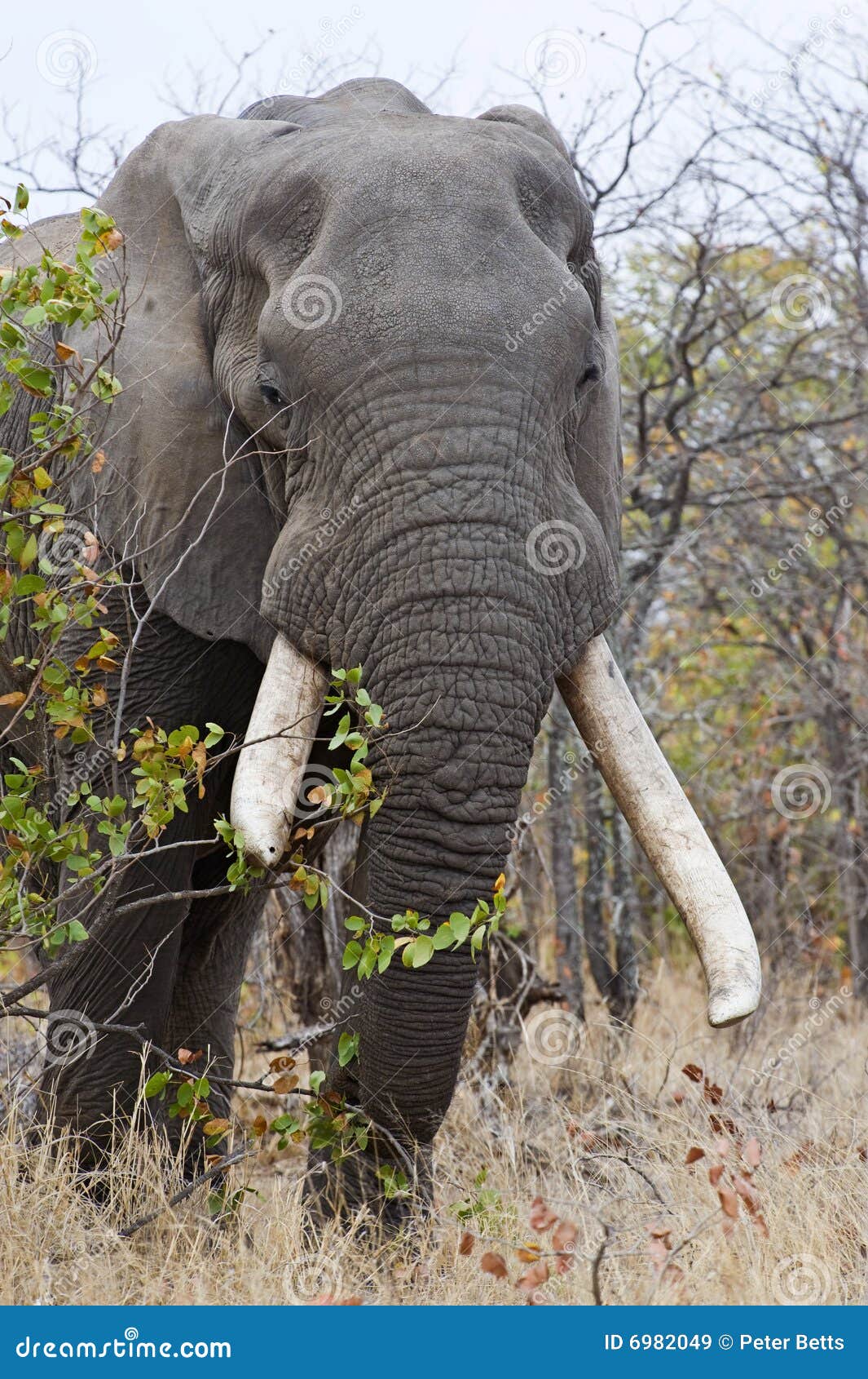 Kruger Monster Elephant stock image. Image of south, skinned - 6982049