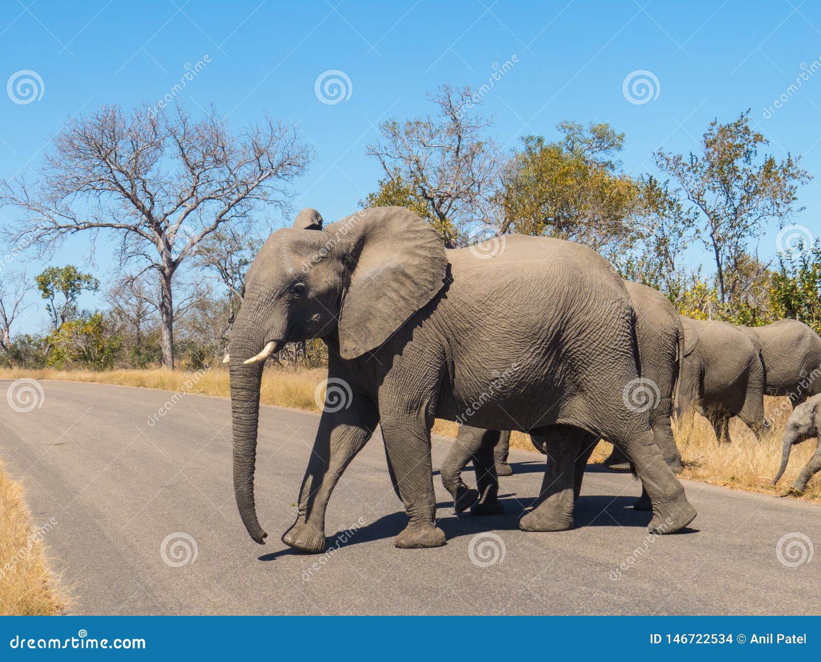 Elephant Leader Stock Photo | CartoonDealer.com #9254460