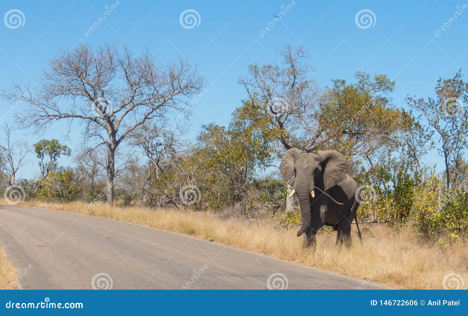 Elephant Leader Stock Photo | CartoonDealer.com #9254460