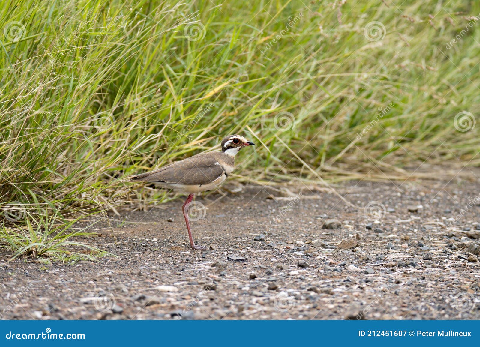 Kruger National Park: Bronze-winged Courser Stock Image - Image of ...