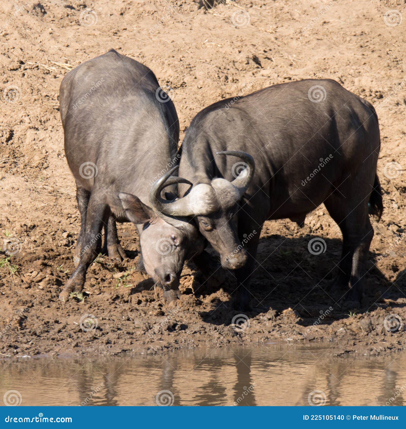 Kruger National Park: Buffalo Stock Photo - Image of national, fighting ...