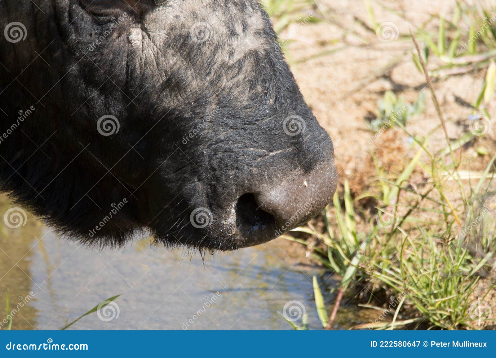 Kruger National Park Buffalo Muzzle Stock Image - Image of famous ...