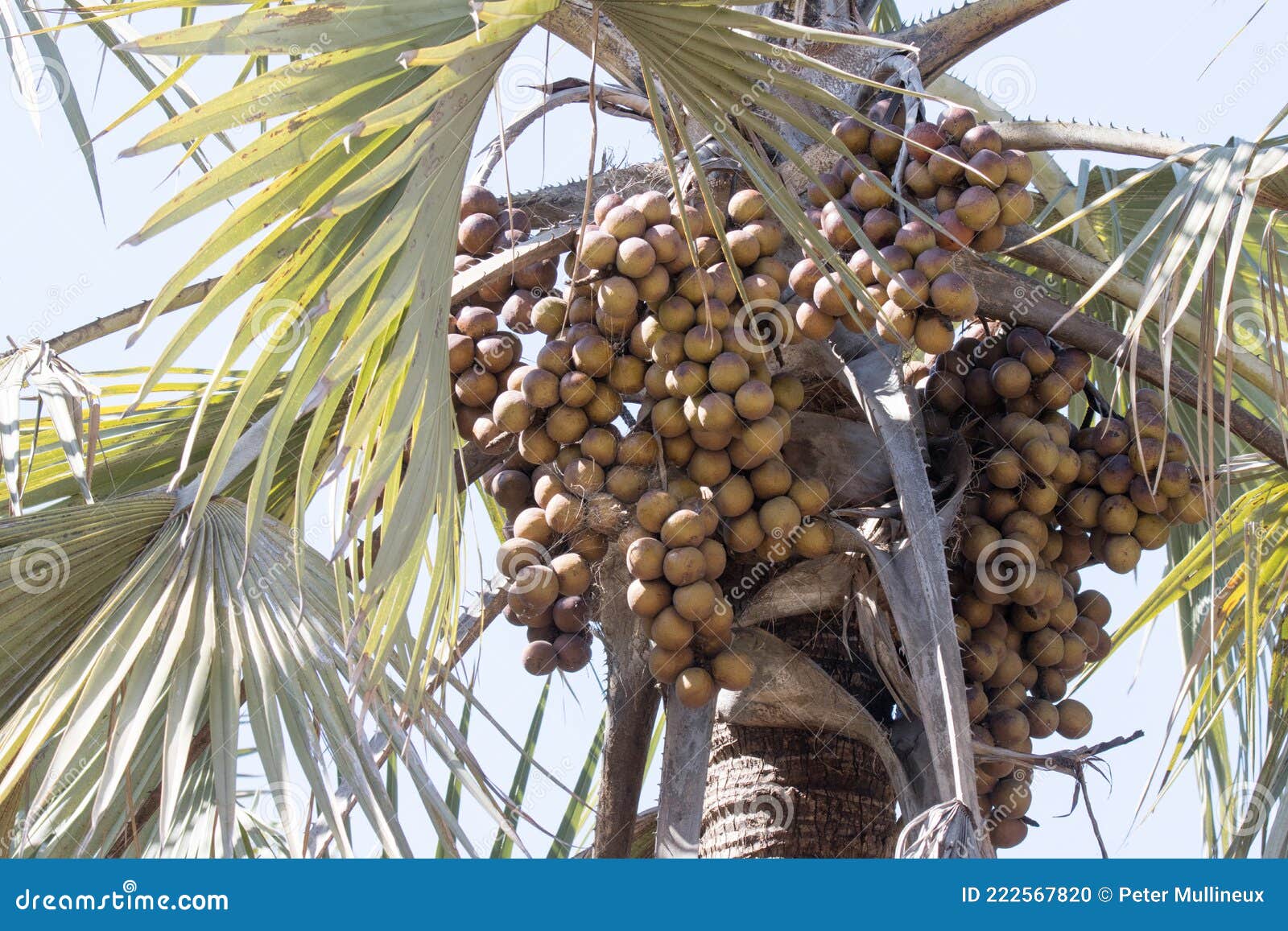 Kruger National Park: Hyphaene Coriacea, Lala Palm Stock Photo - Image ... Kruger National Park: Hyphaene Coriacea, Lala Palm Stock Photo - Image ...