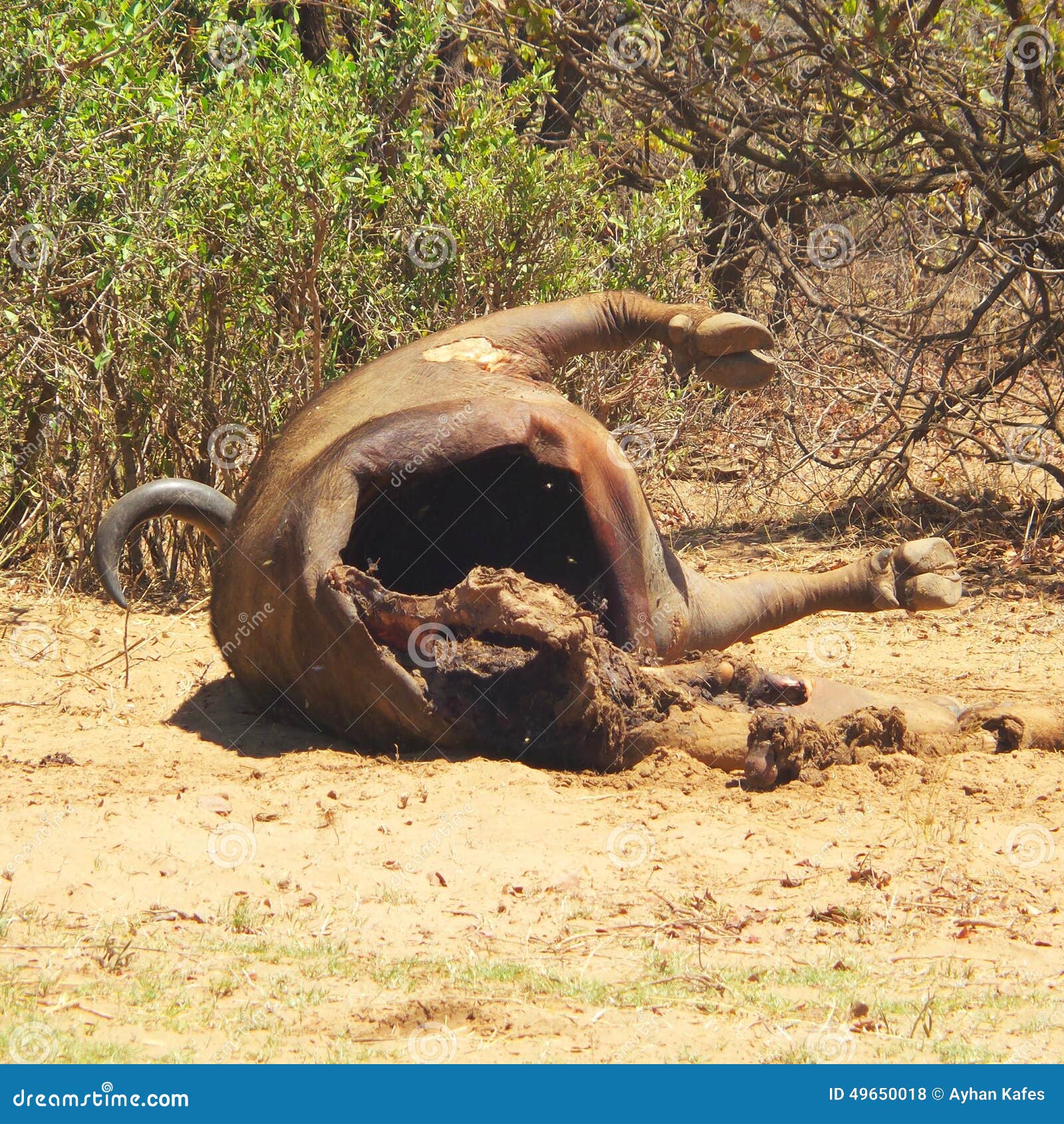 Kruger Park stock photo. Image of death, kruger, buffalo - 49650018