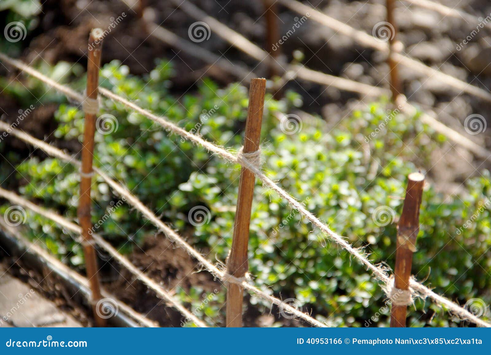 Kruidentuin Met Kleine Houten Omheining Stock Foto - Image of omheining ...