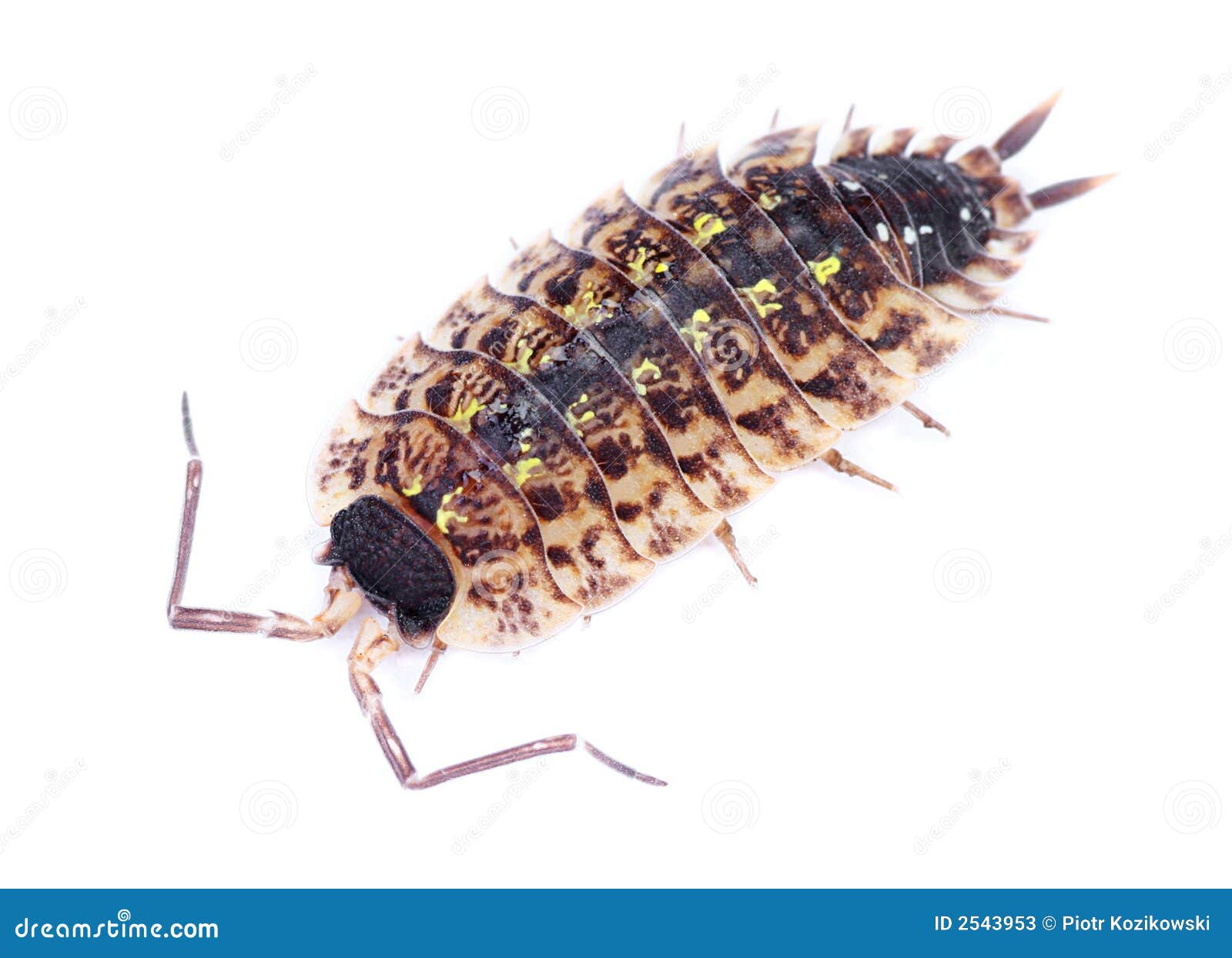 Kruipend insect stock afbeelding. Image of beddewants - 2543953