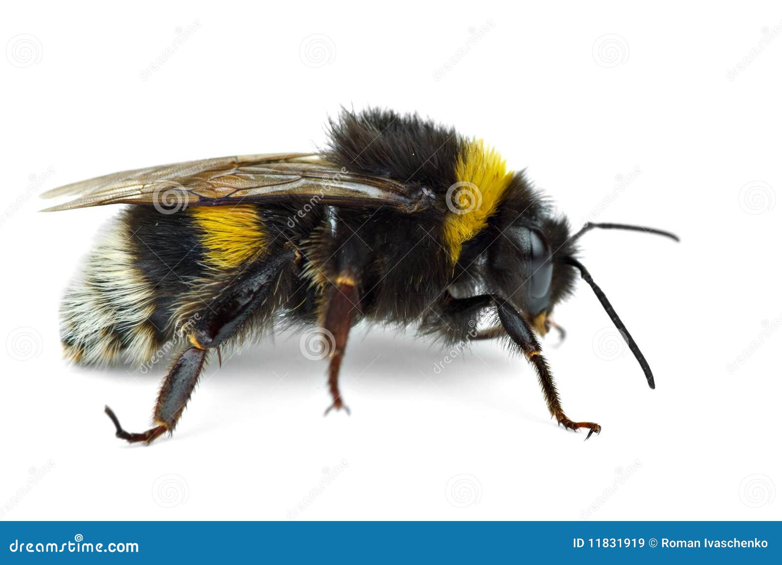 Kruipende hommel stock afbeelding. Image of wild, kaarder - 11831919