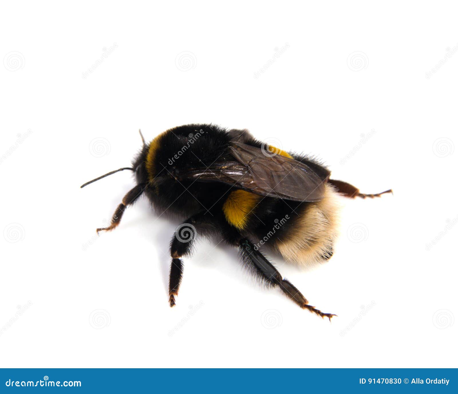 Kruipende Hommel Op Het Wit Stock Foto - Image of macro, hommel: 91470830