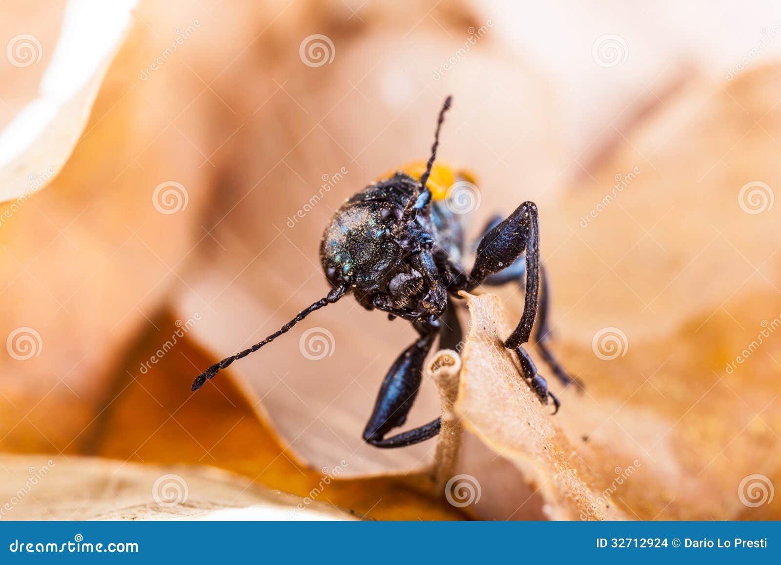 Kruipende kever stock foto. Image of biologie, najaar - 32712924