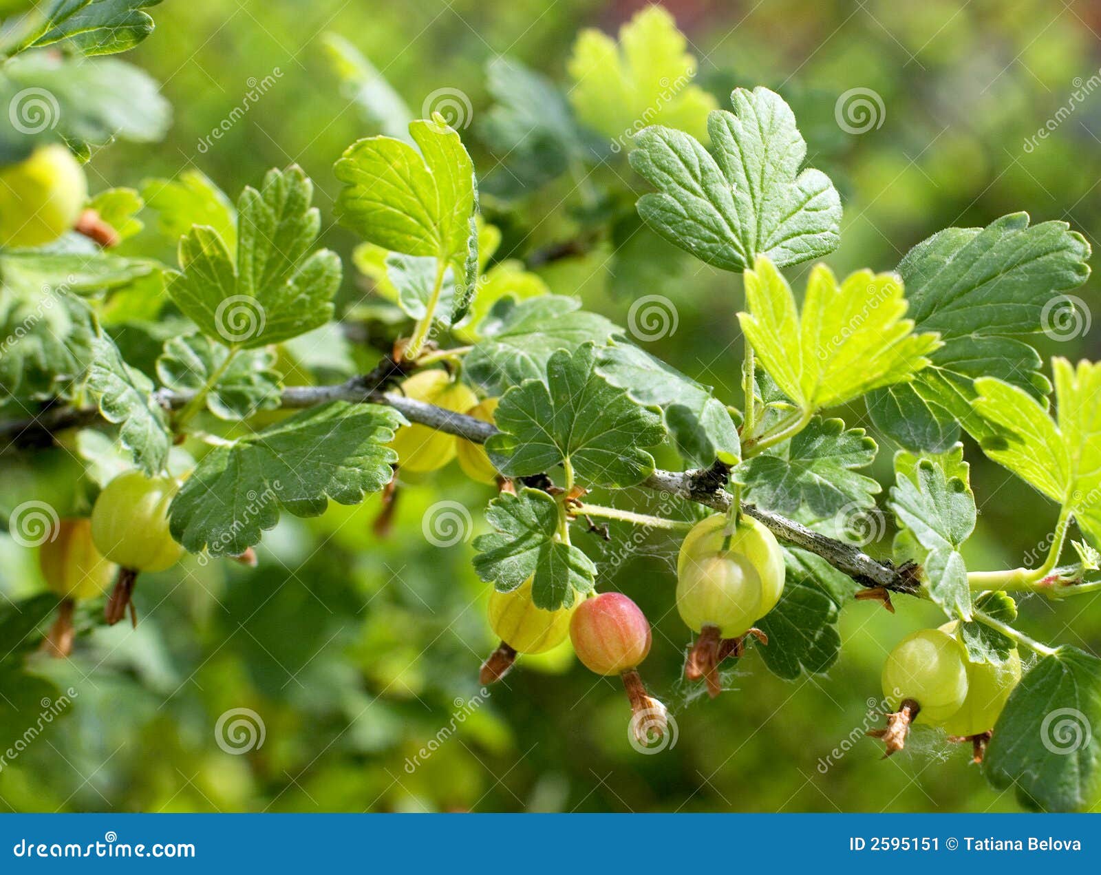 KRUISBES stock afbeelding. Image of smakelijk, tuin, bessen - 2595151