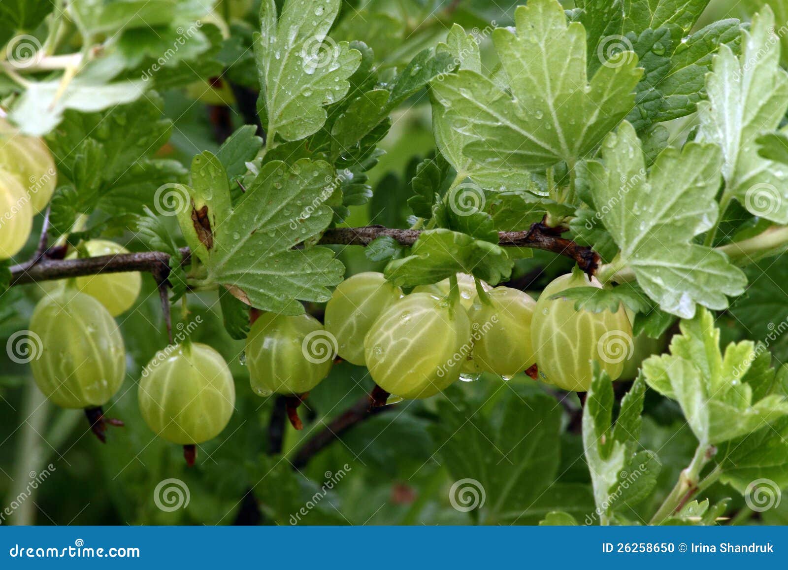 Kruisbes stock foto. Image of groen, bessen, tuin, onrijp - 26258650