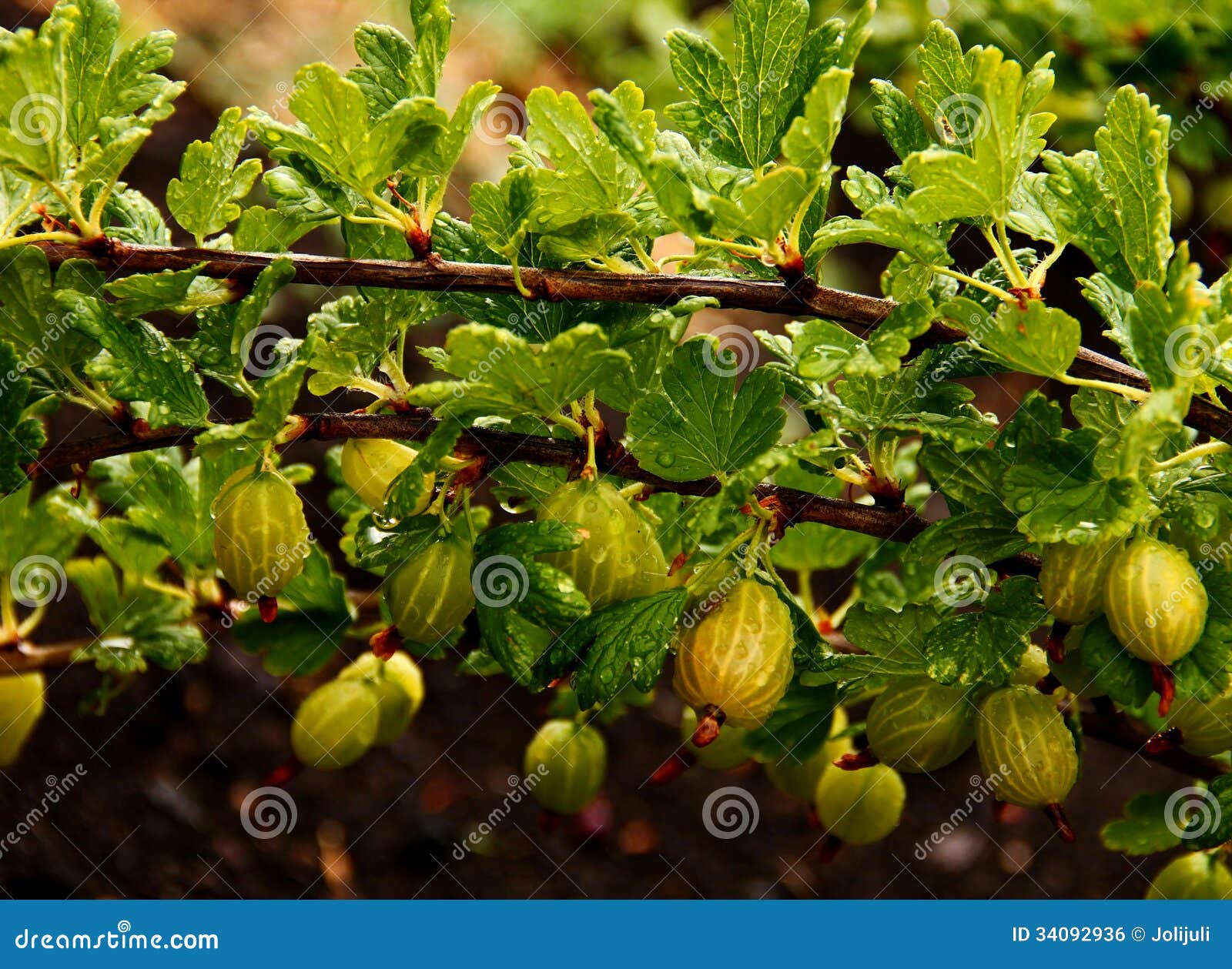 Kruisbes branchs stock foto. Image of tuinieren, kruisbessen - 34092936