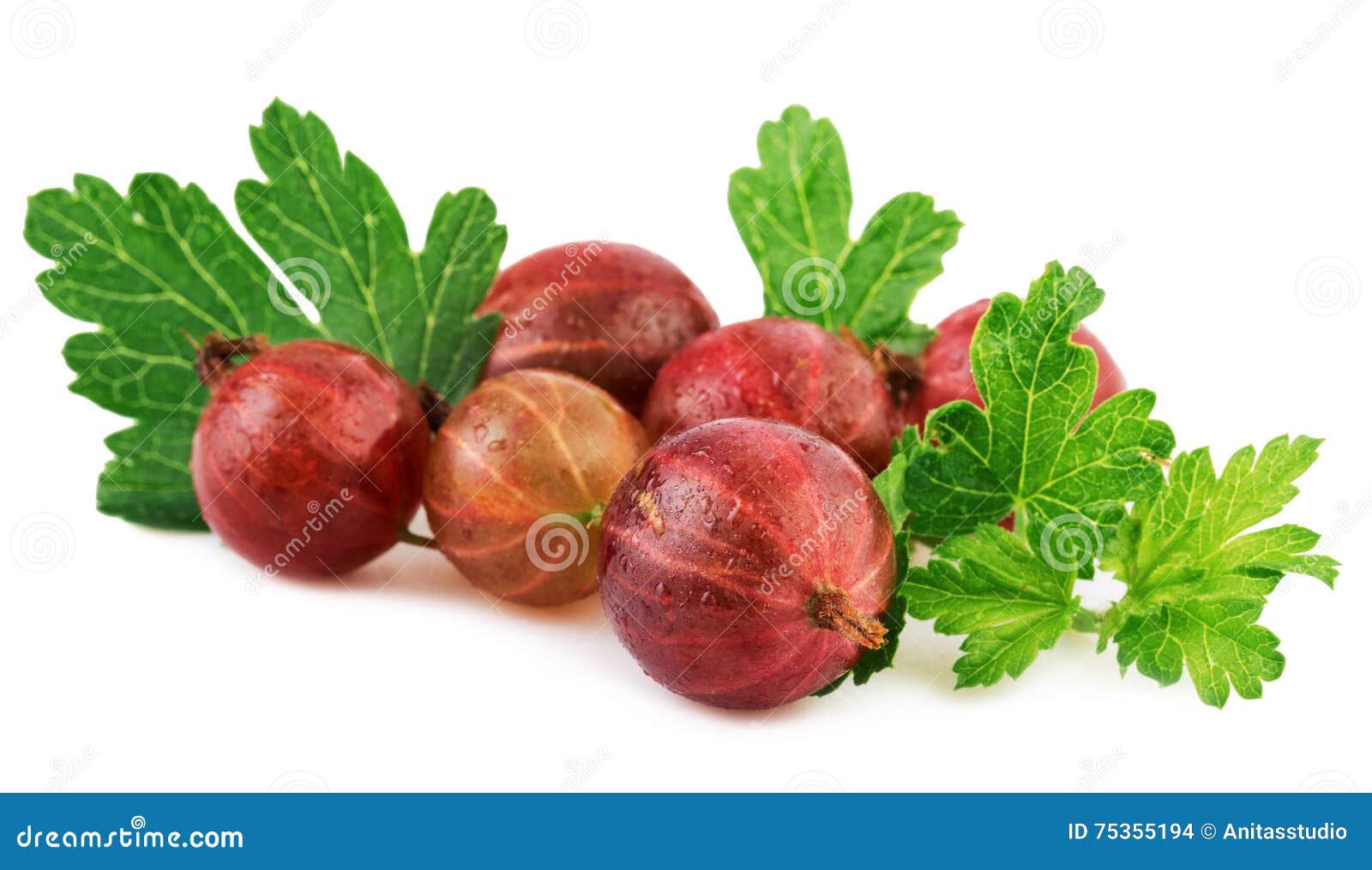 Kruisbes Rode Rijpe Bes Met Blad Op Wit Stock Foto - Image of vrucht ...