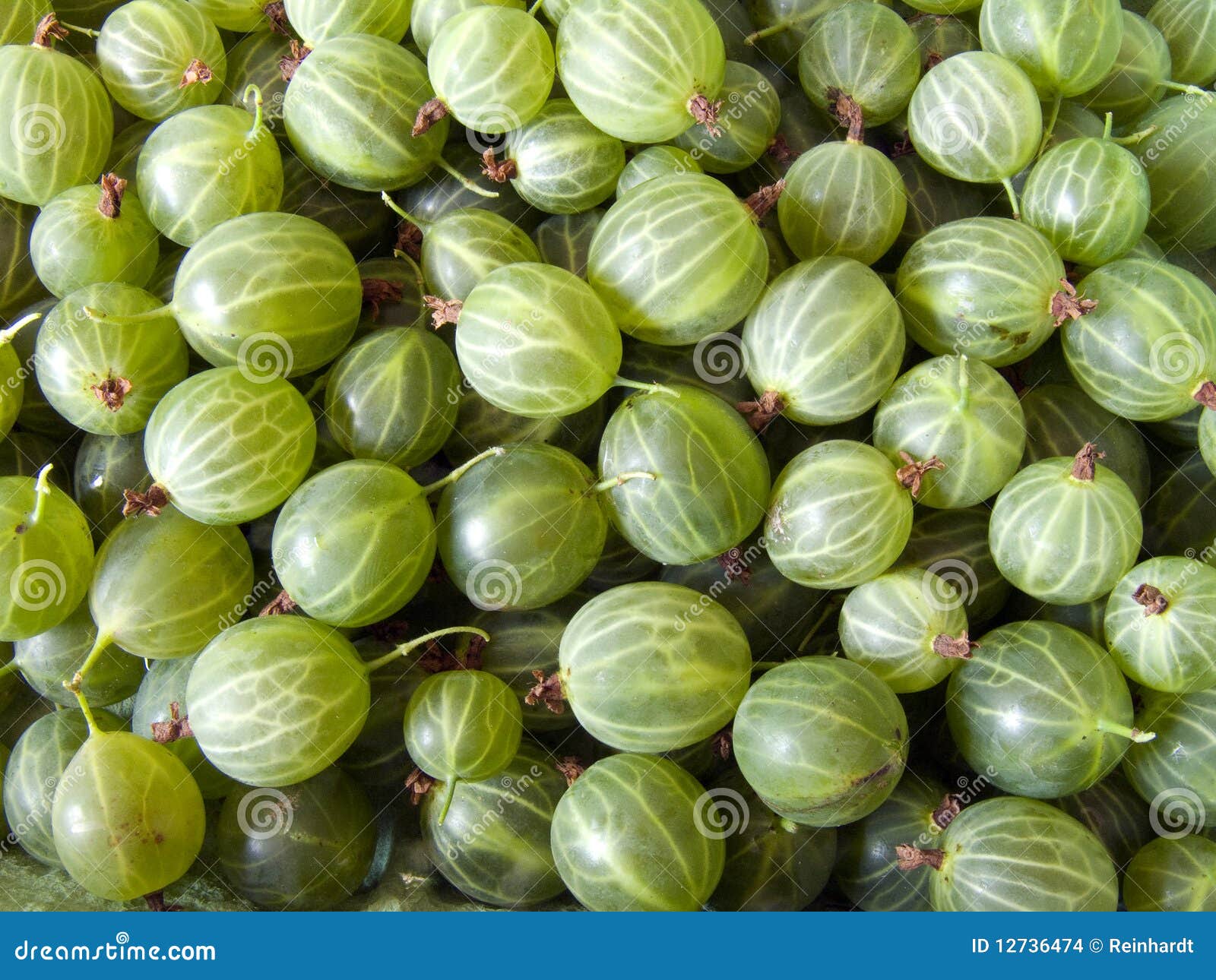 Kruisbessen stock foto. Image of voeding, bessen, vers - 12736474