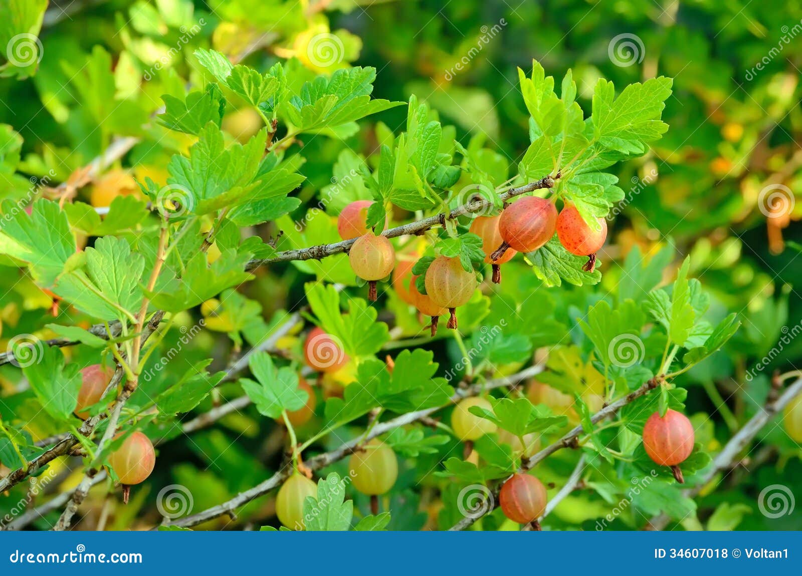Kruisbessen in de tuin stock foto. Image of botanisch - 34607018