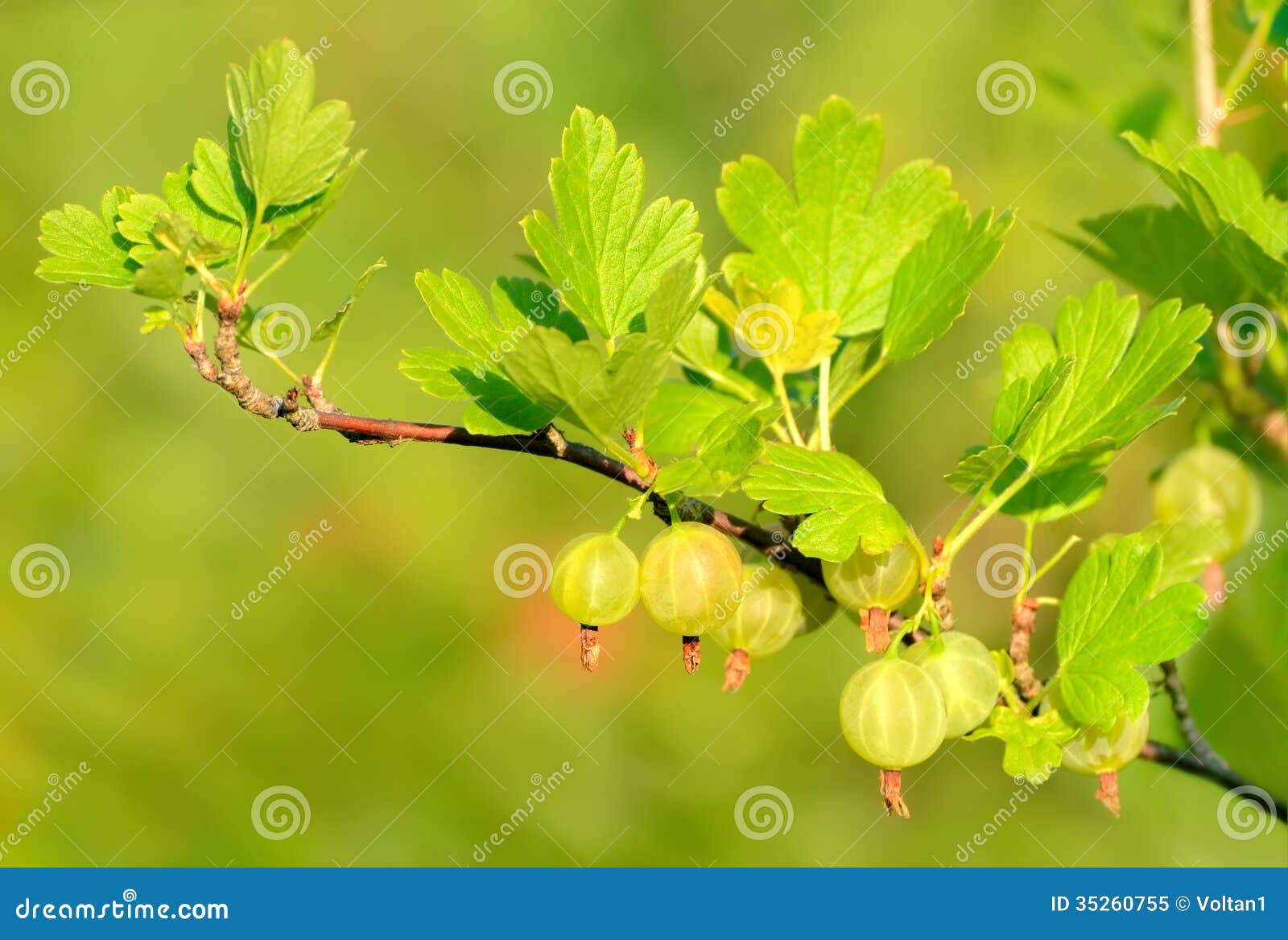 Kruisbessen in de tuin stock afbeelding. Image of botanisch - 35260755