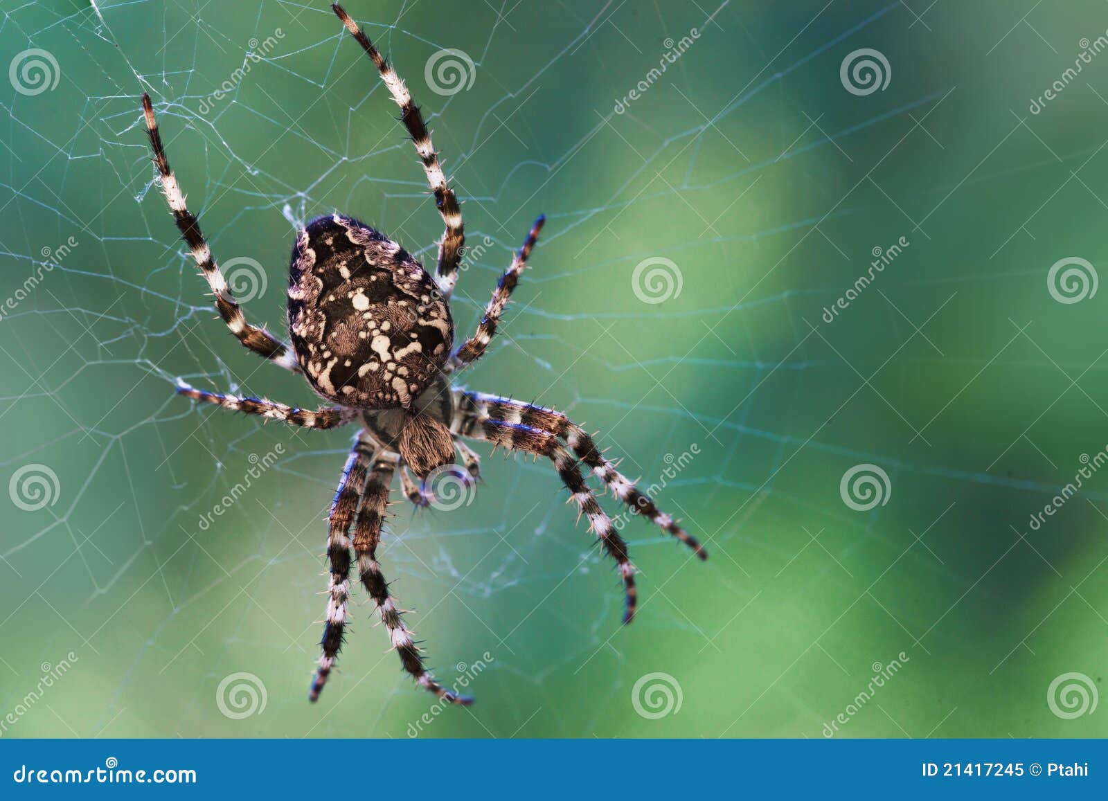 Kruisspin stock afbeelding. Image of spin, bruin, giftig - 21417245