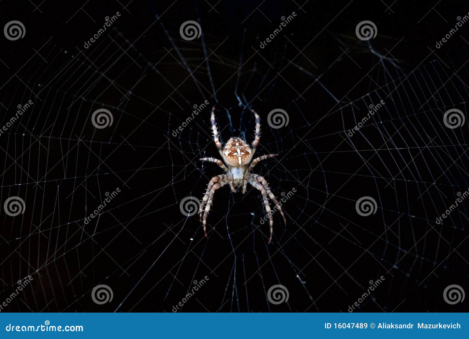 Kruisspin in zijn Web stock afbeelding. Image of ongewervelde - 16047489