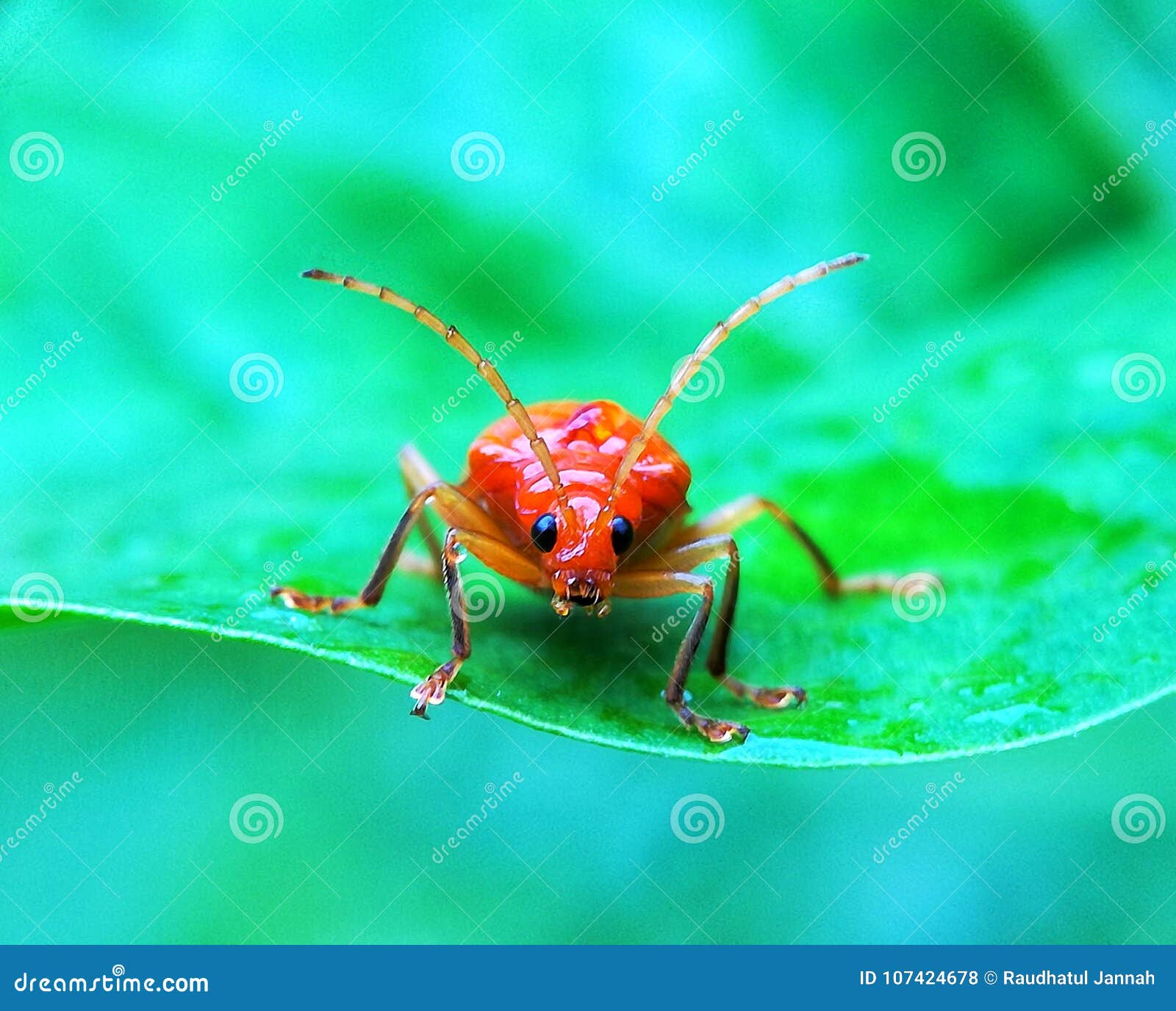 Kryp arkivfoto. Bild av foto, makro, elit, redigera - 107424678