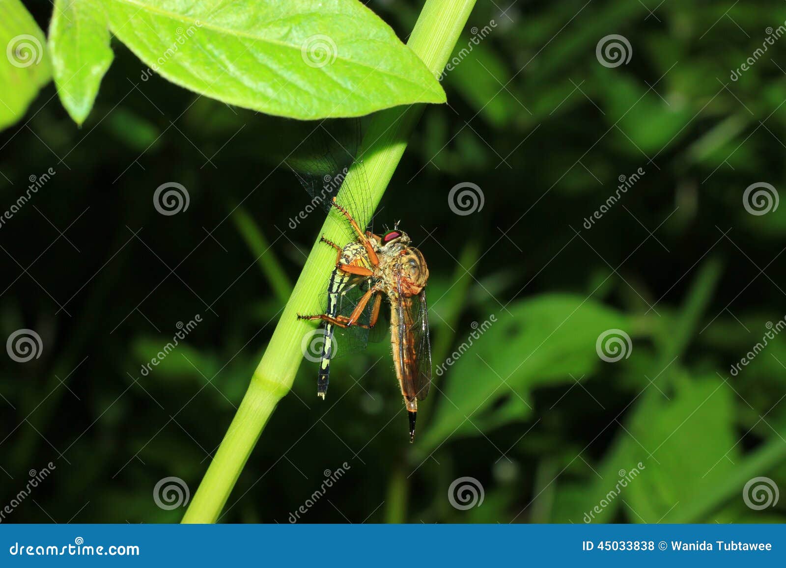 Kryp arkivfoto. Bild av gräs, slända, ljust, gemensamt - 45033838